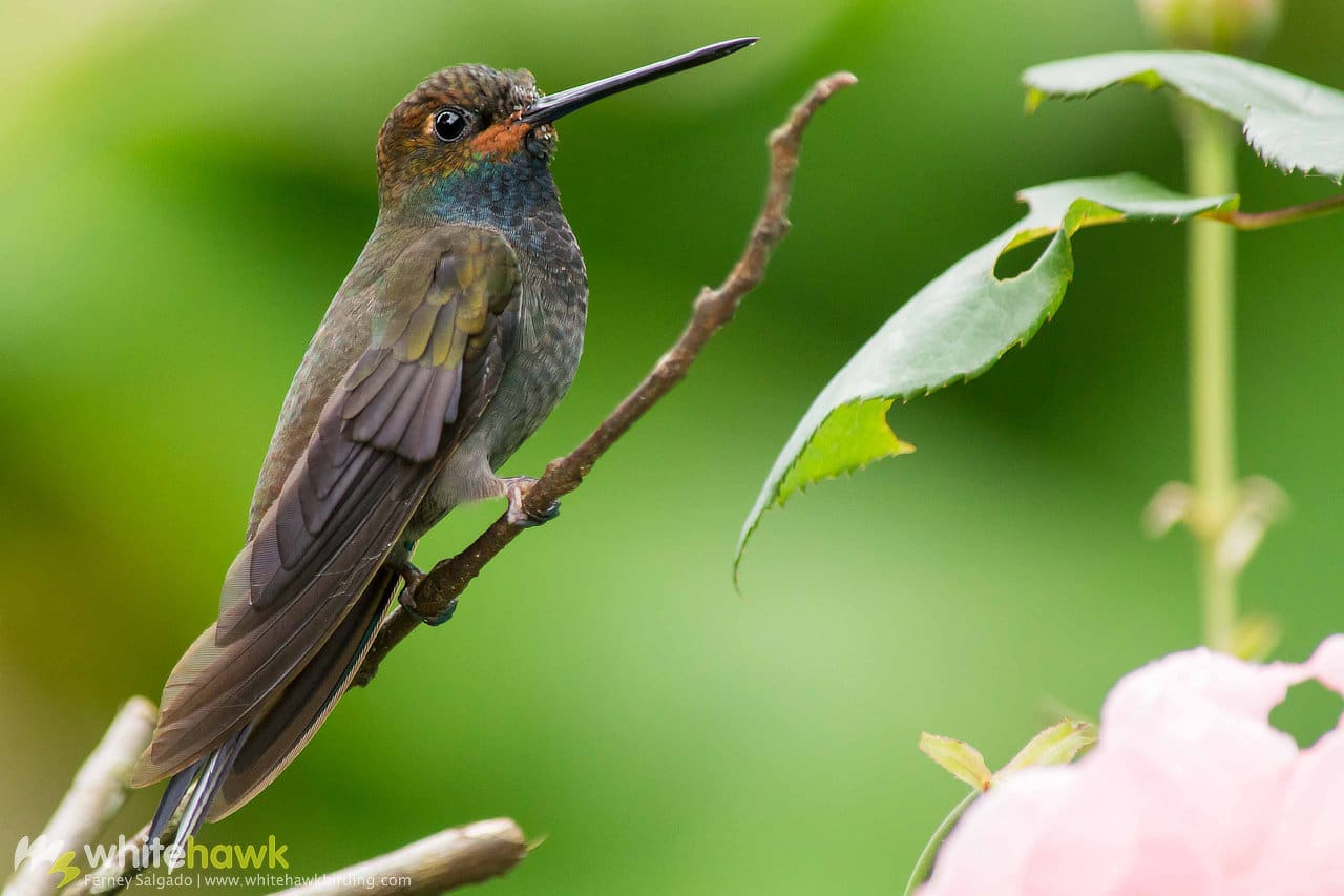 Birds in Colombia: One-fifth of the World’s Birds - Whitehawk Blog