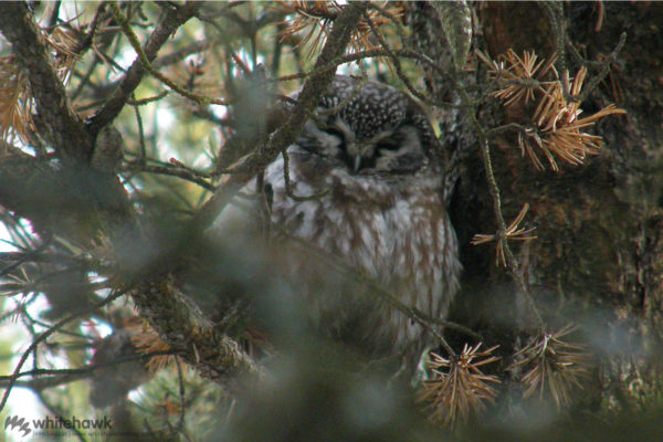 What is Bird Migration? | Bird Migration Facts | Whitehawk Birding Blog