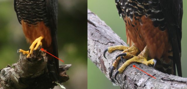 Orange-breasted Falcon | Neotropical Falcon | Whitehawk Birding Blog