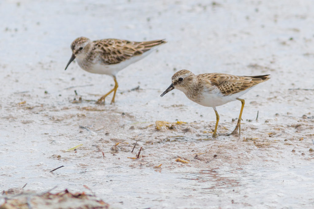 What is Bird Migration? | Bird Migration Facts | Whitehawk Birding Blog