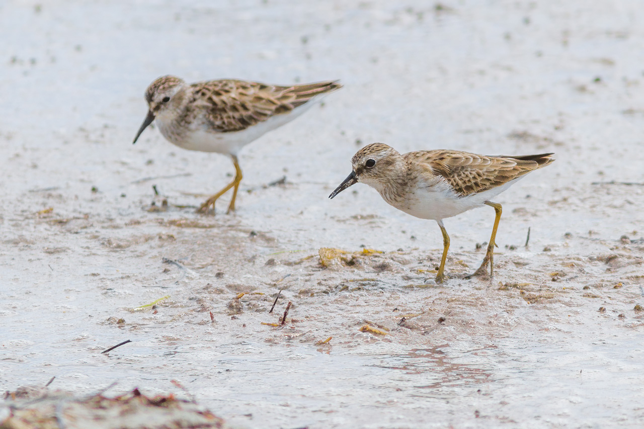 What is Bird Migration? | Bird Migration Facts | Whitehawk Birding Blog
