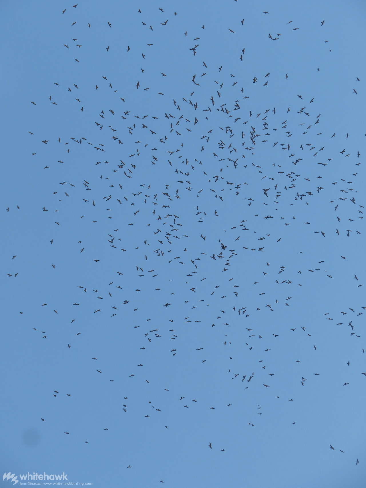 What is Bird Migration? | Bird Migration Facts | Whitehawk Birding Blog