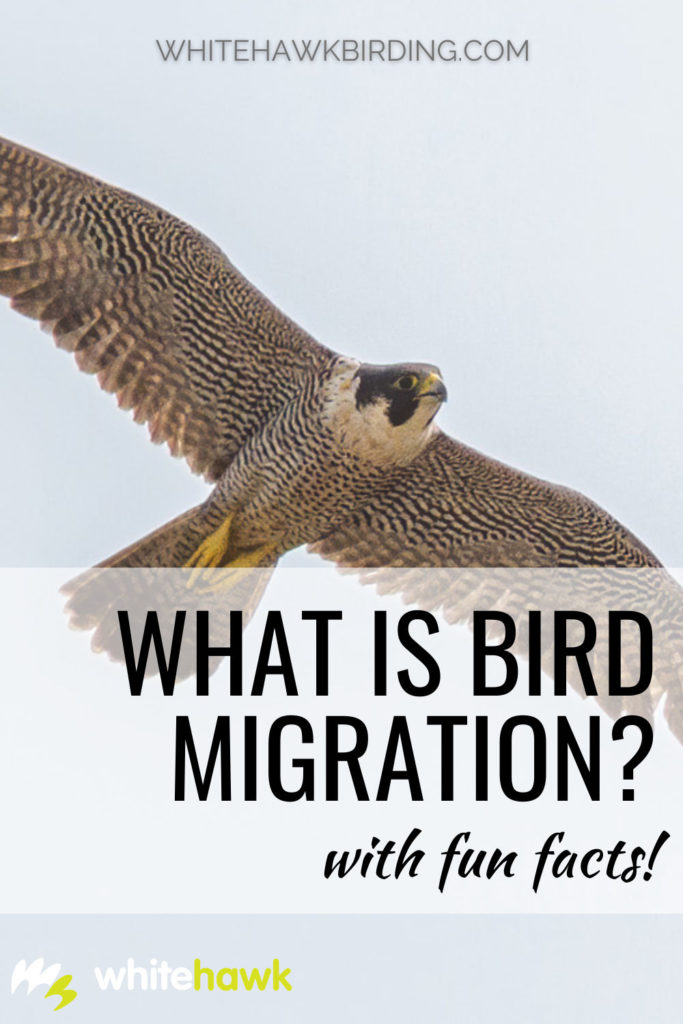 What is Bird Migration? | Bird Migration Facts | Whitehawk Birding Blog