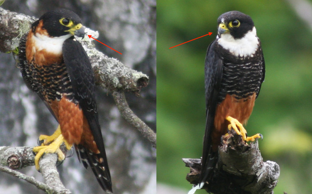 Orange-breasted Falcon | Neotropical Falcon | Whitehawk Birding Blog
