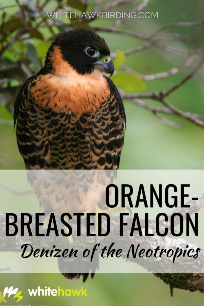 Orange-breasted Falcon | Neotropical Falcon | Whitehawk Birding Blog