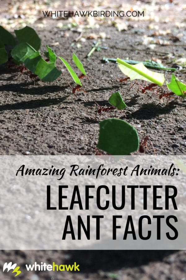 Leafcutter Ant Facts | Amazing Rainforest Animals | Whitehawk Birding