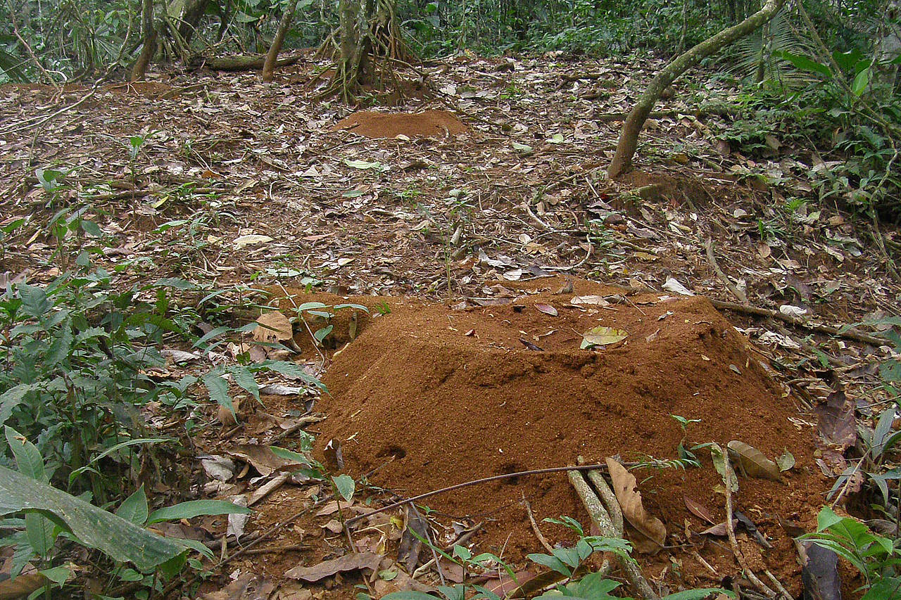 Leafcutter Ant Facts | Amazing Rainforest Animals | Whitehawk Birding