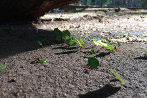 Leafcutter Ant Facts | Amazing Rainforest Animals | Whitehawk Birding