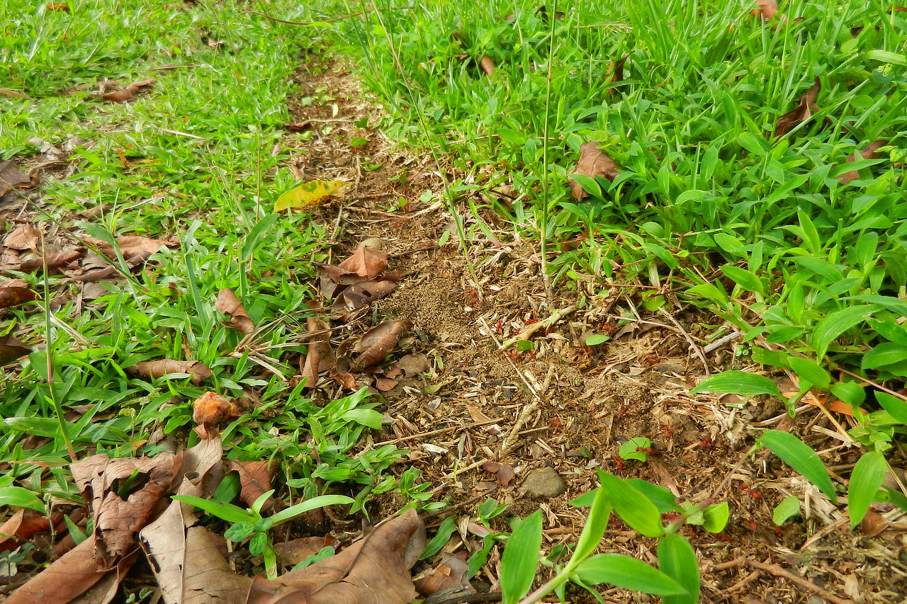 Leafcutter Ant Facts | Amazing Rainforest Animals | Whitehawk Birding