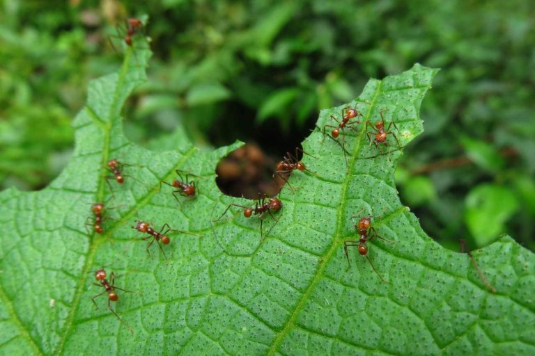 Leafcutter Ant Facts | Amazing Rainforest Animals | Whitehawk Birding