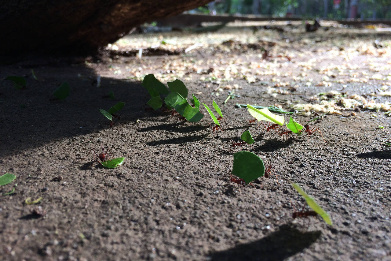 Leafcutter Ant Facts | Amazing Rainforest Animals | Whitehawk Birding