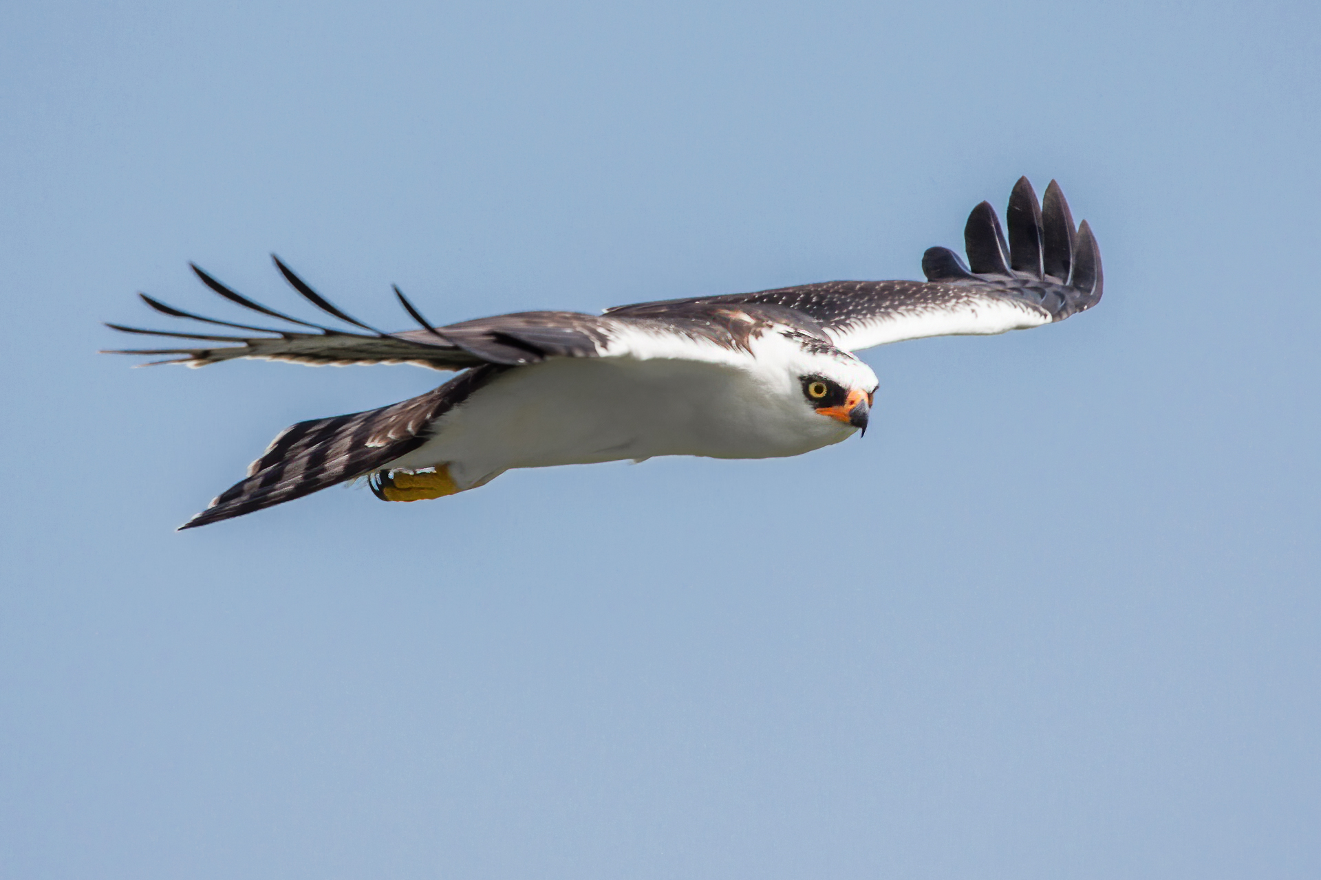 Bird Photography in the Tropics: A Brief Guide - Birding Tours with ...