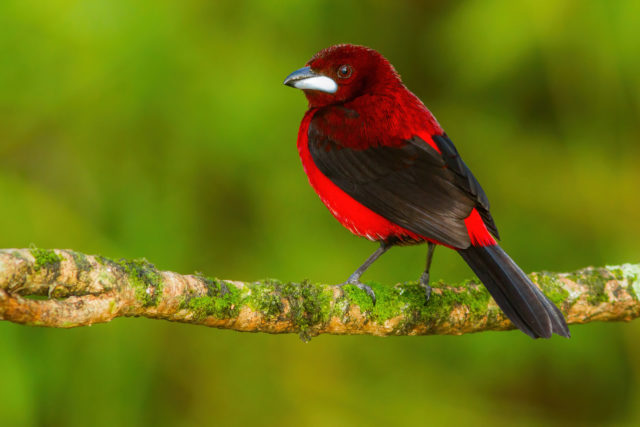 Bird Photography in the Tropics: A Brief Guide - Birding Tours with ...