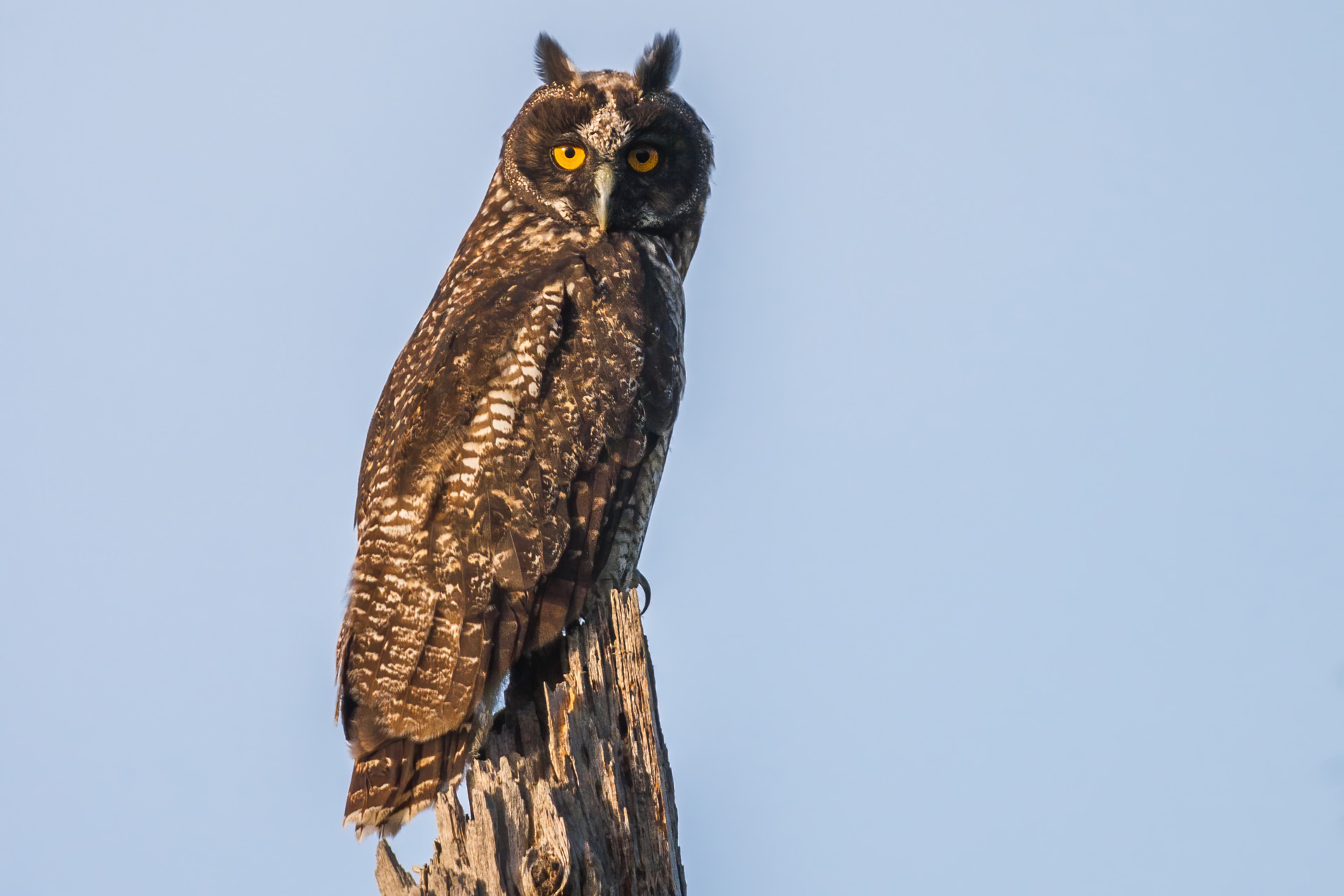Belize: A Birding Paradise - Birding Tours with Whitehawk