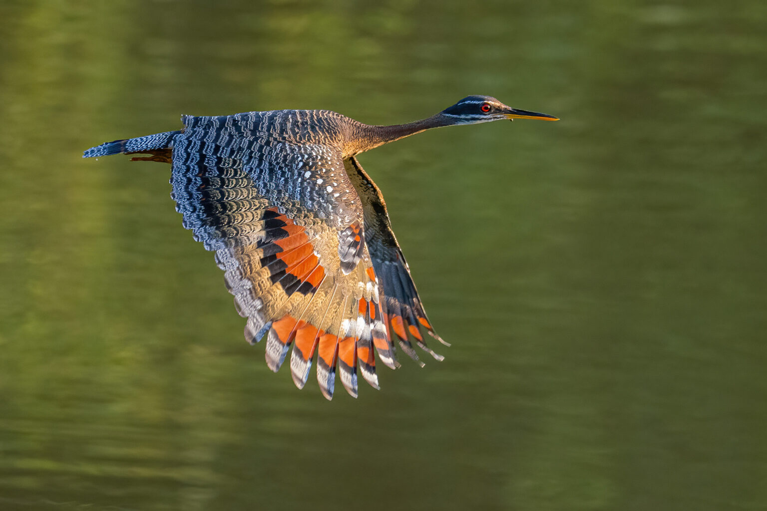 Brazil Pantanal Tour | Birding tours with Whitehawk